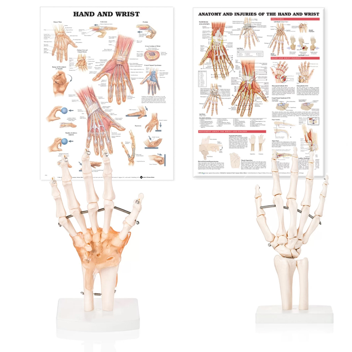 Hand & Wrist Anatomy & Pathology Bundle - Myaskro
